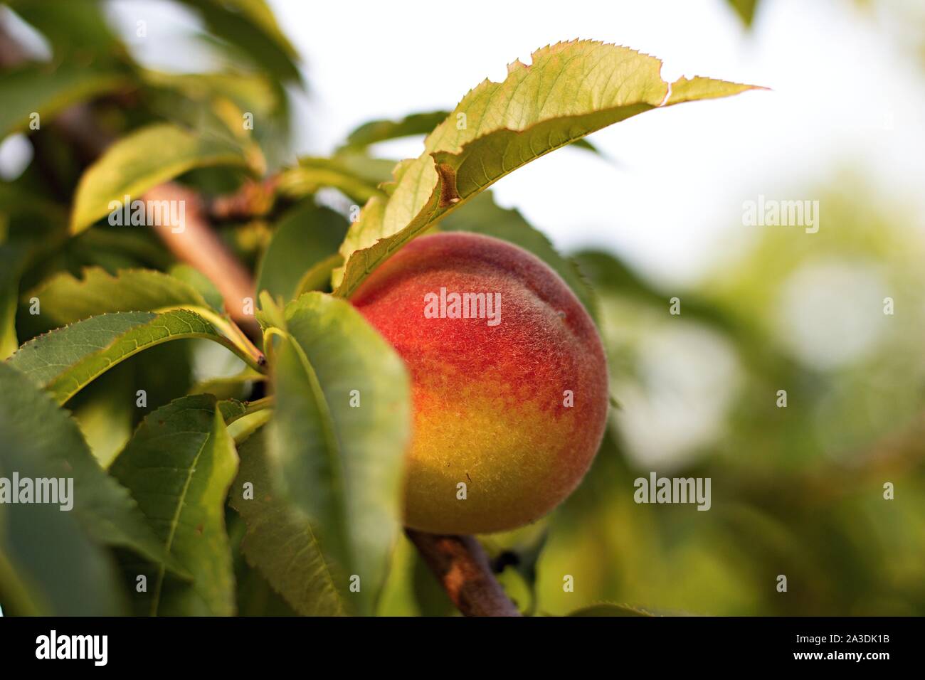 Peach branch hi-res stock photography and images - Alamy