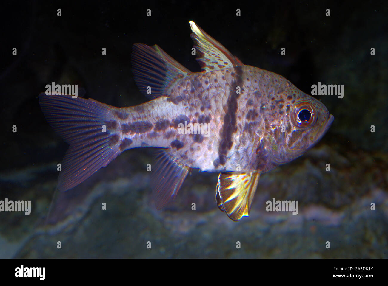Mangrove cardinalfish hi-res stock photography and images - Alamy