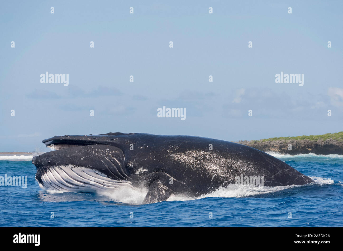 Kingdom of tonga hi-res stock photography and images - Alamy