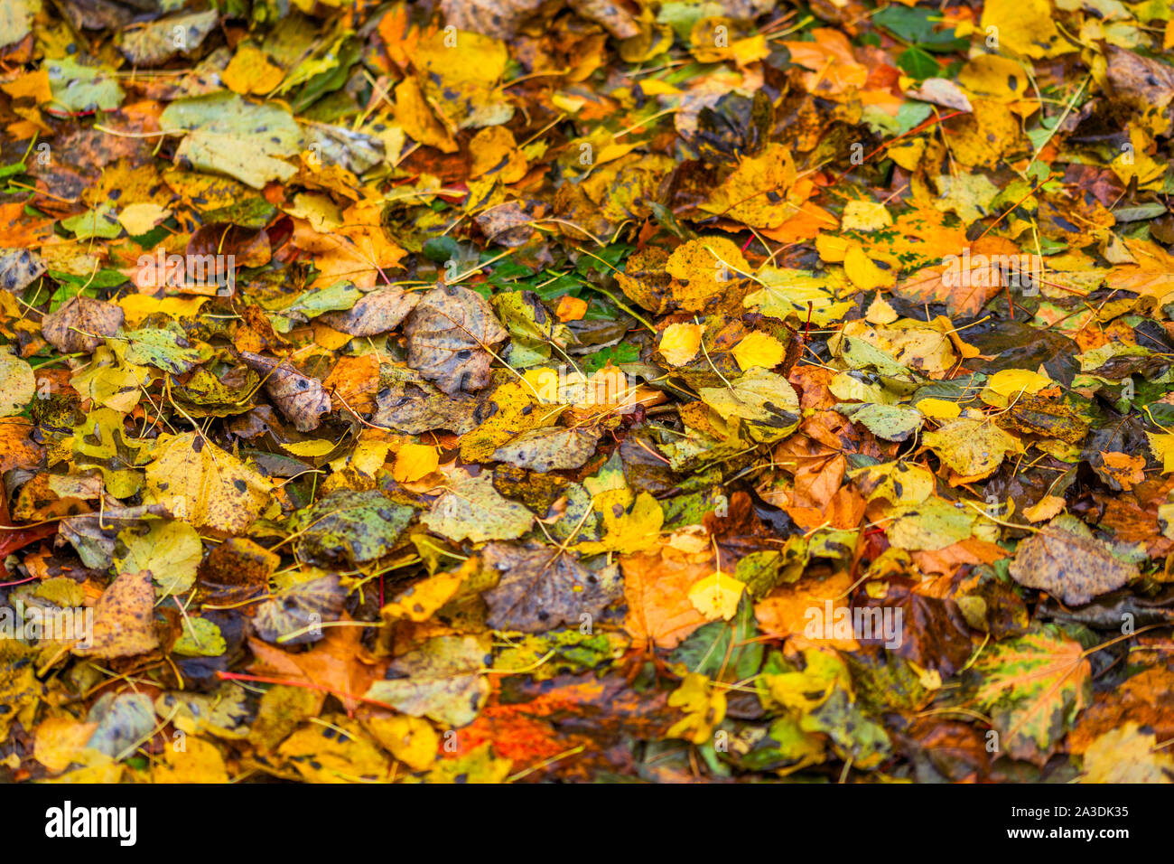 autumn background of different types of fallen wooden leaves with ...