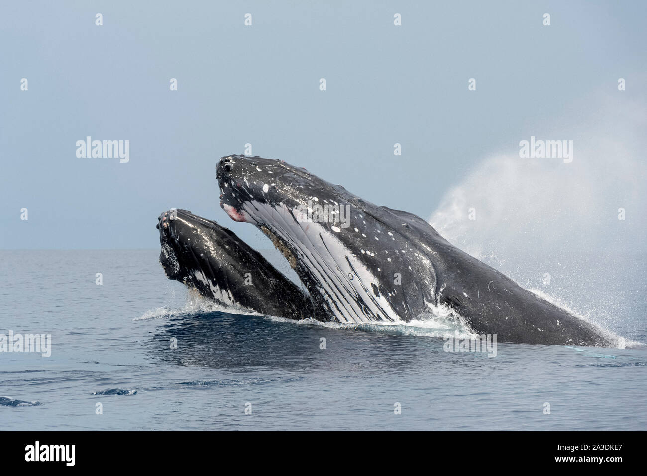 Humpback whale spouting female hi-res stock photography and images - Alamy