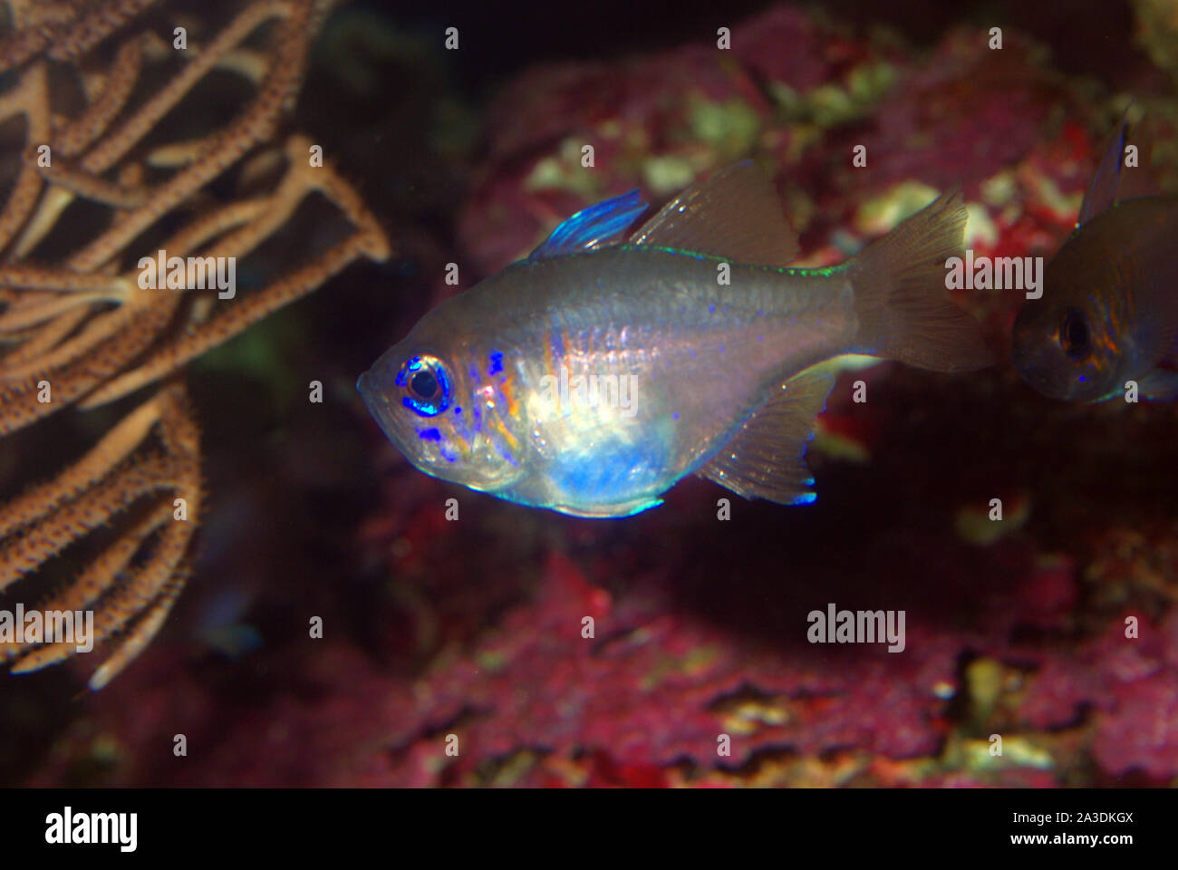 Mangrove cardinalfish hi-res stock photography and images - Alamy