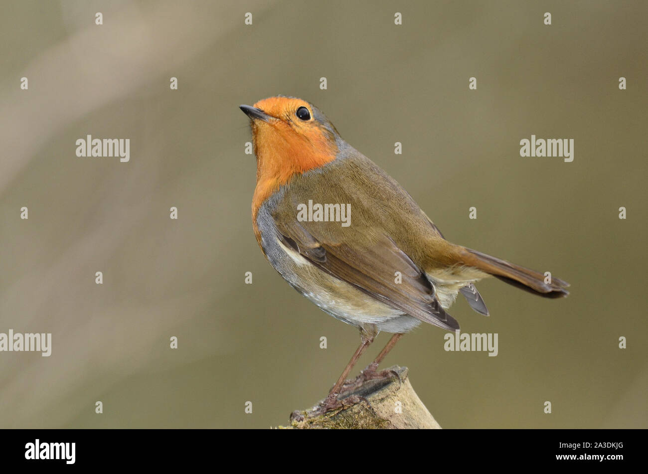 Friendly robins hi-res stock photography and images - Alamy