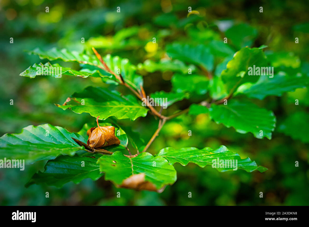 Ramlosa Brunnspark is the approximately 15-hectare and more than 300 ...