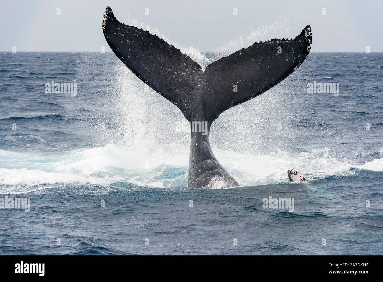 Tail slapping hi-res stock photography and images - Alamy