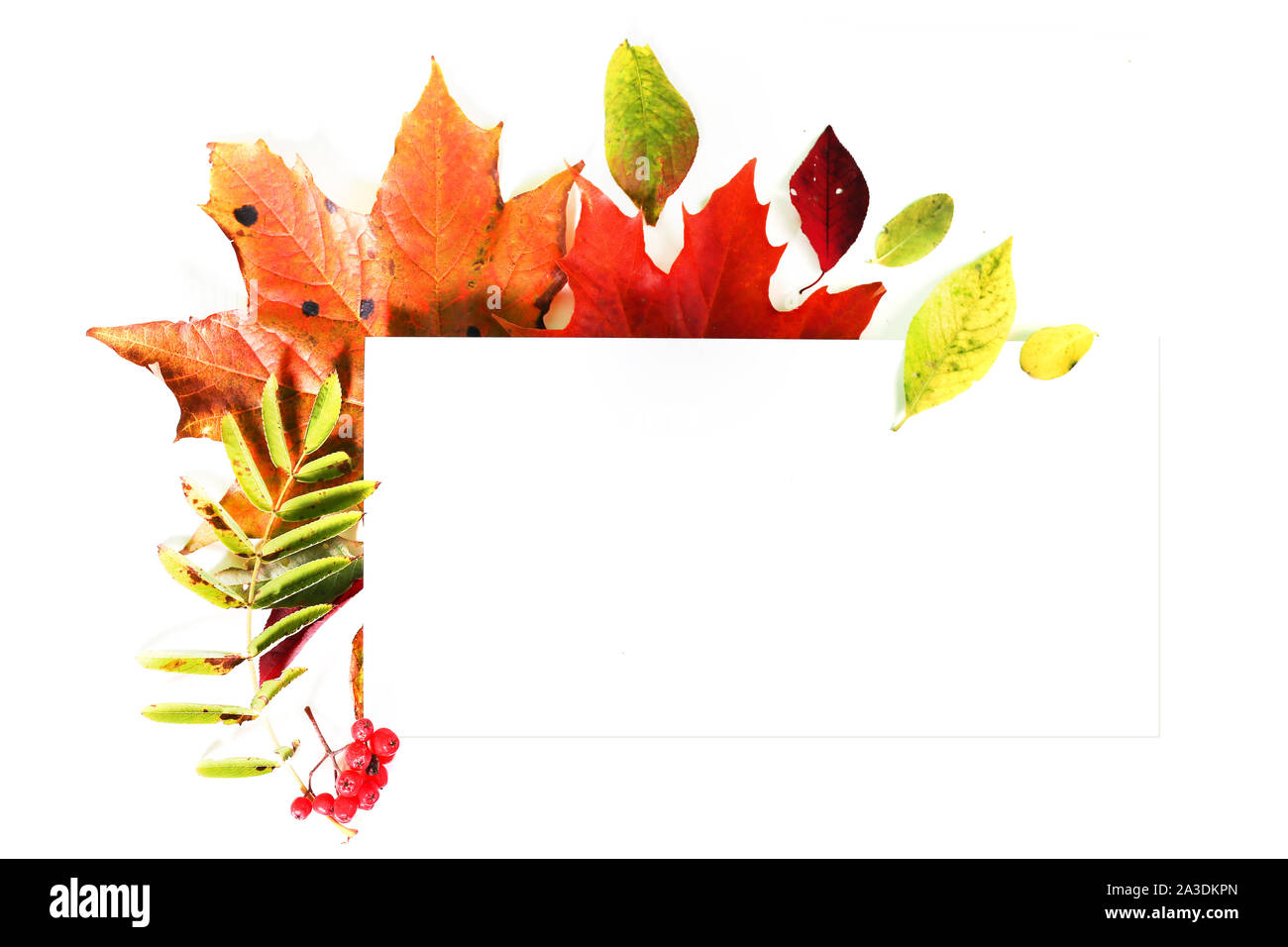Autumn leaves creating a frame, autumn leaf design element or border ...