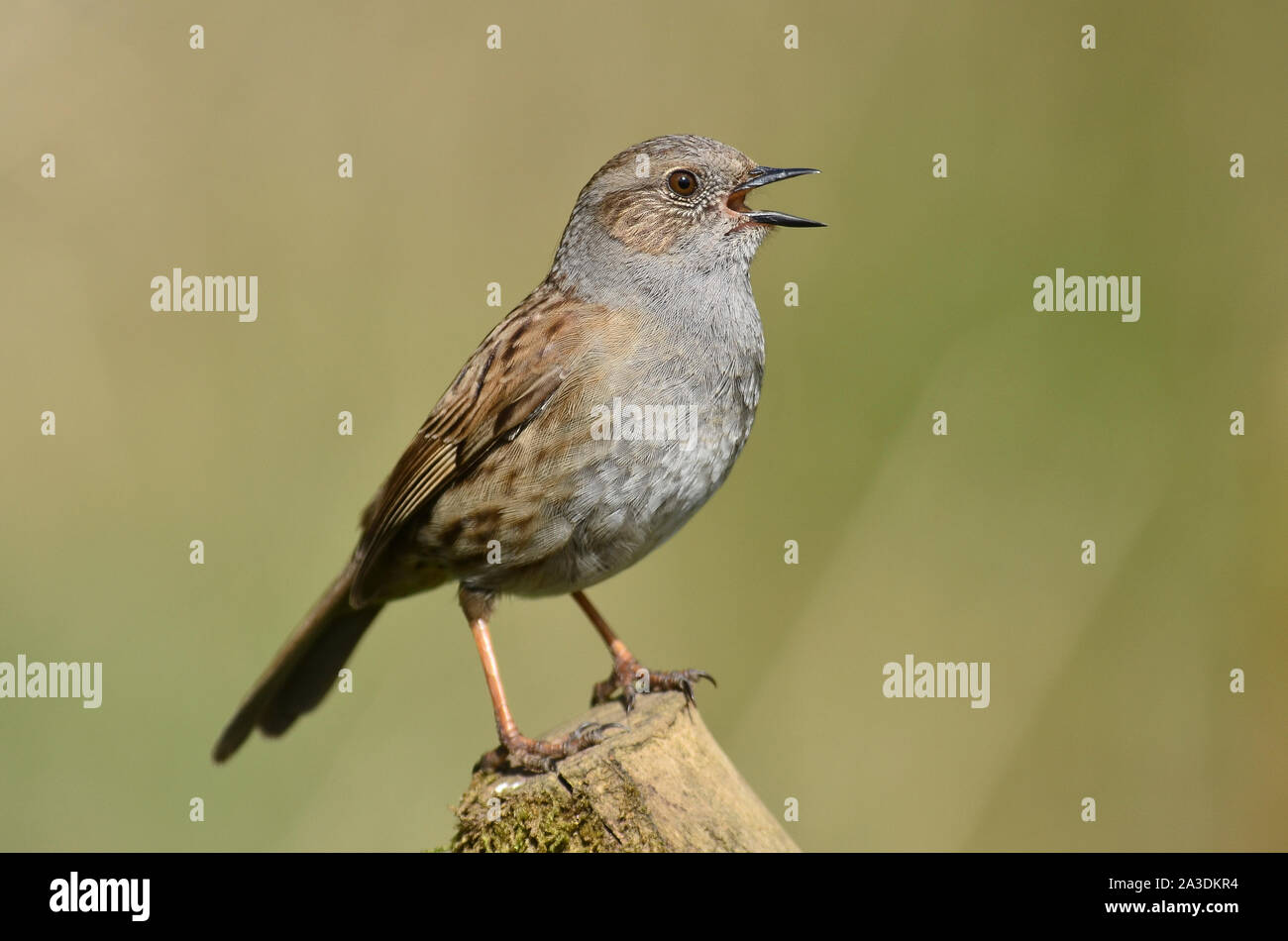 male dunnock singing Stock Photo - Alamy