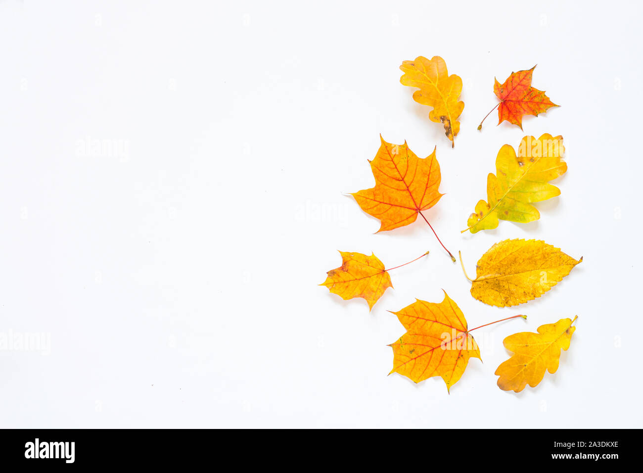 Autumn flat lay background with fallen leaves on white Stock Photo - Alamy