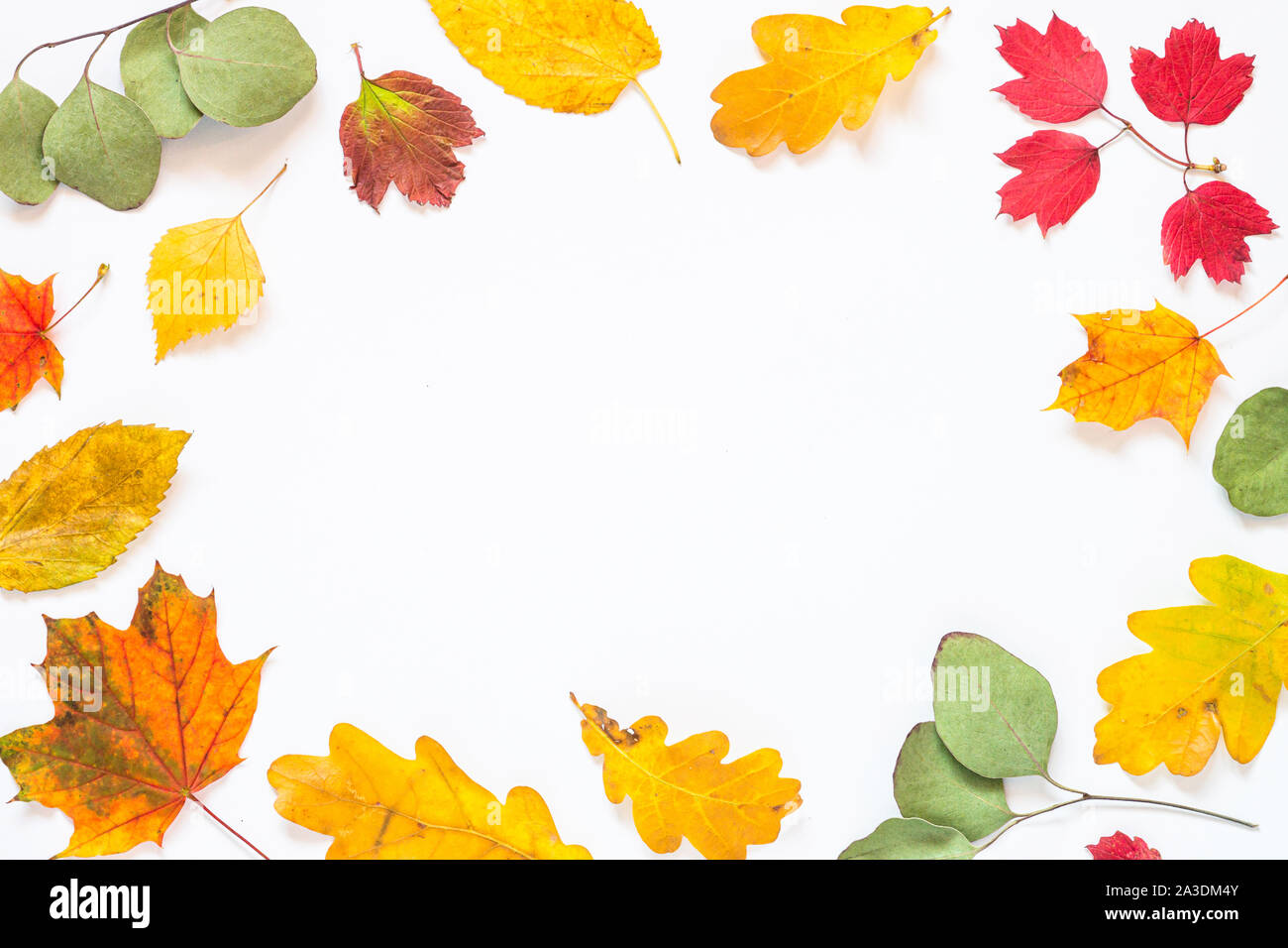Flat autumn leaves on white hi-res stock photography and images - Alamy