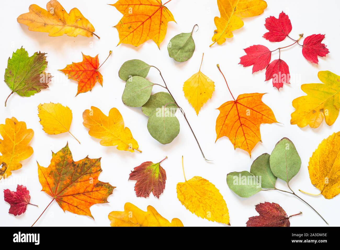 Autumn flat lay background with leaves on white Stock Photo - Alamy