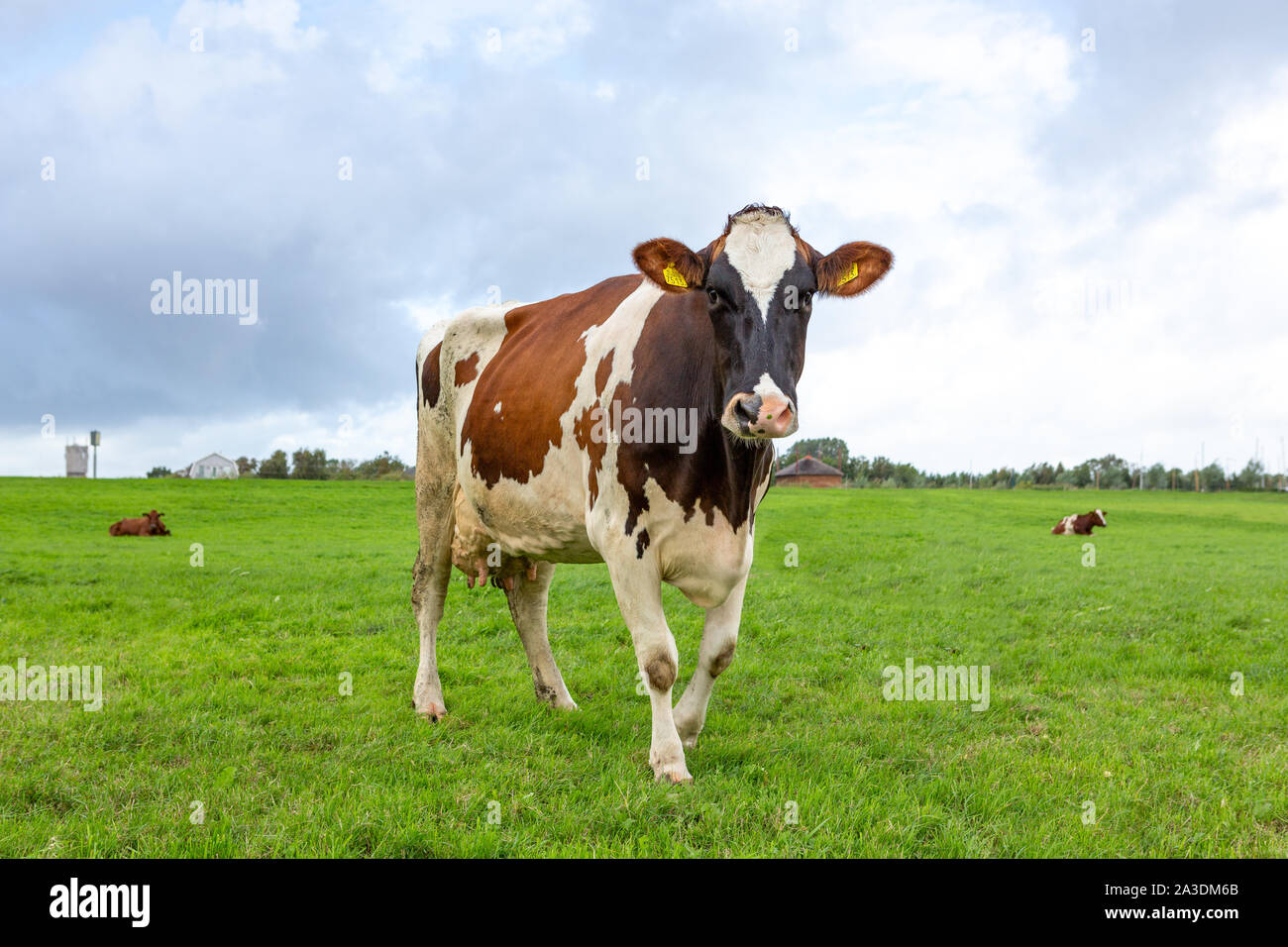 Netherlands holland dutch farming agriculture hi-res stock photography ...