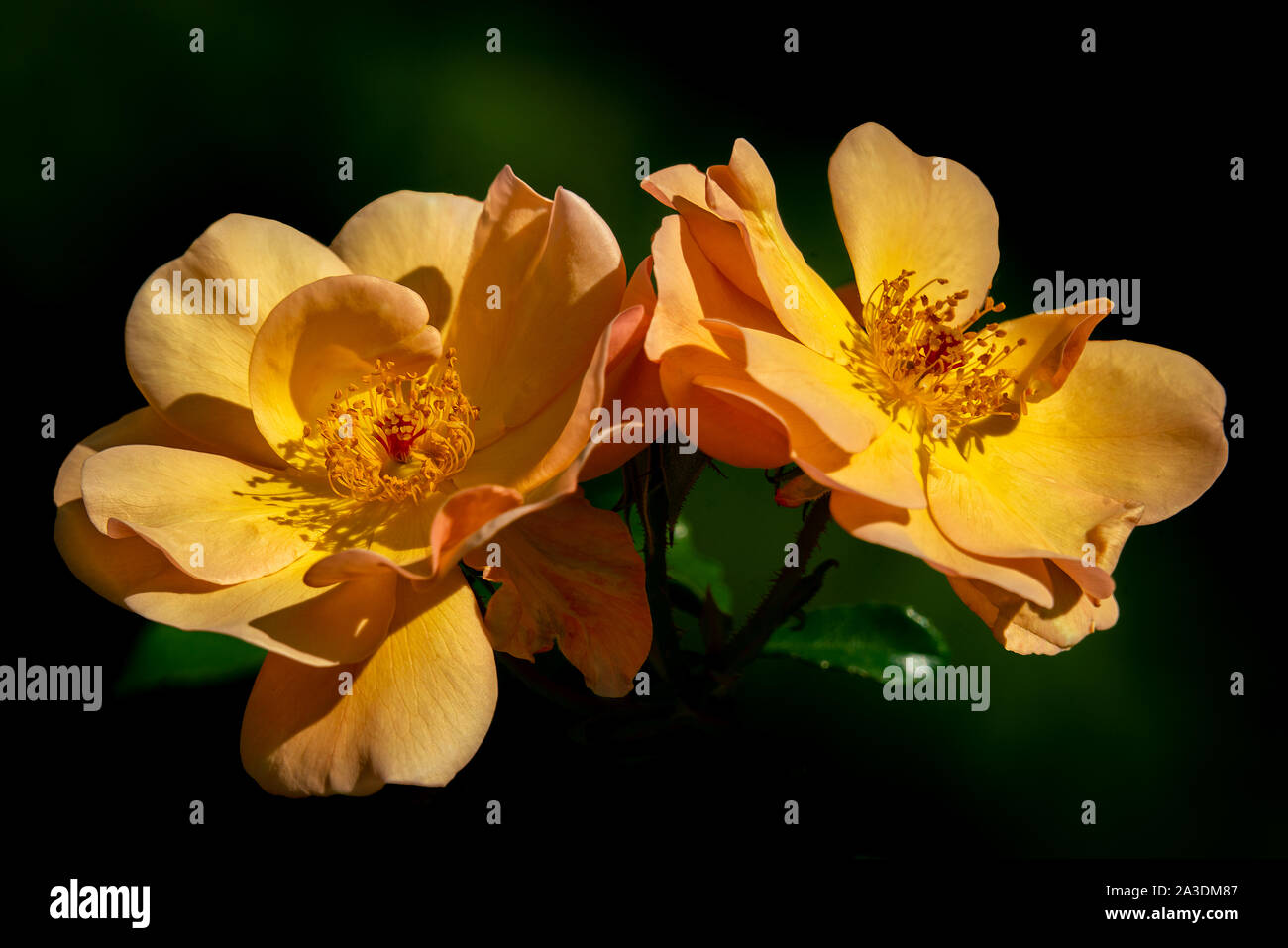 Colorful close up of two yellow Amber Sun rose flowers in bright ...