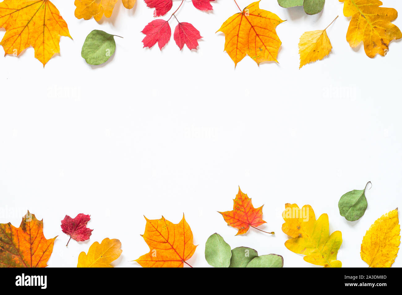 Autumn flat lay background with leaves on white Stock Photo - Alamy