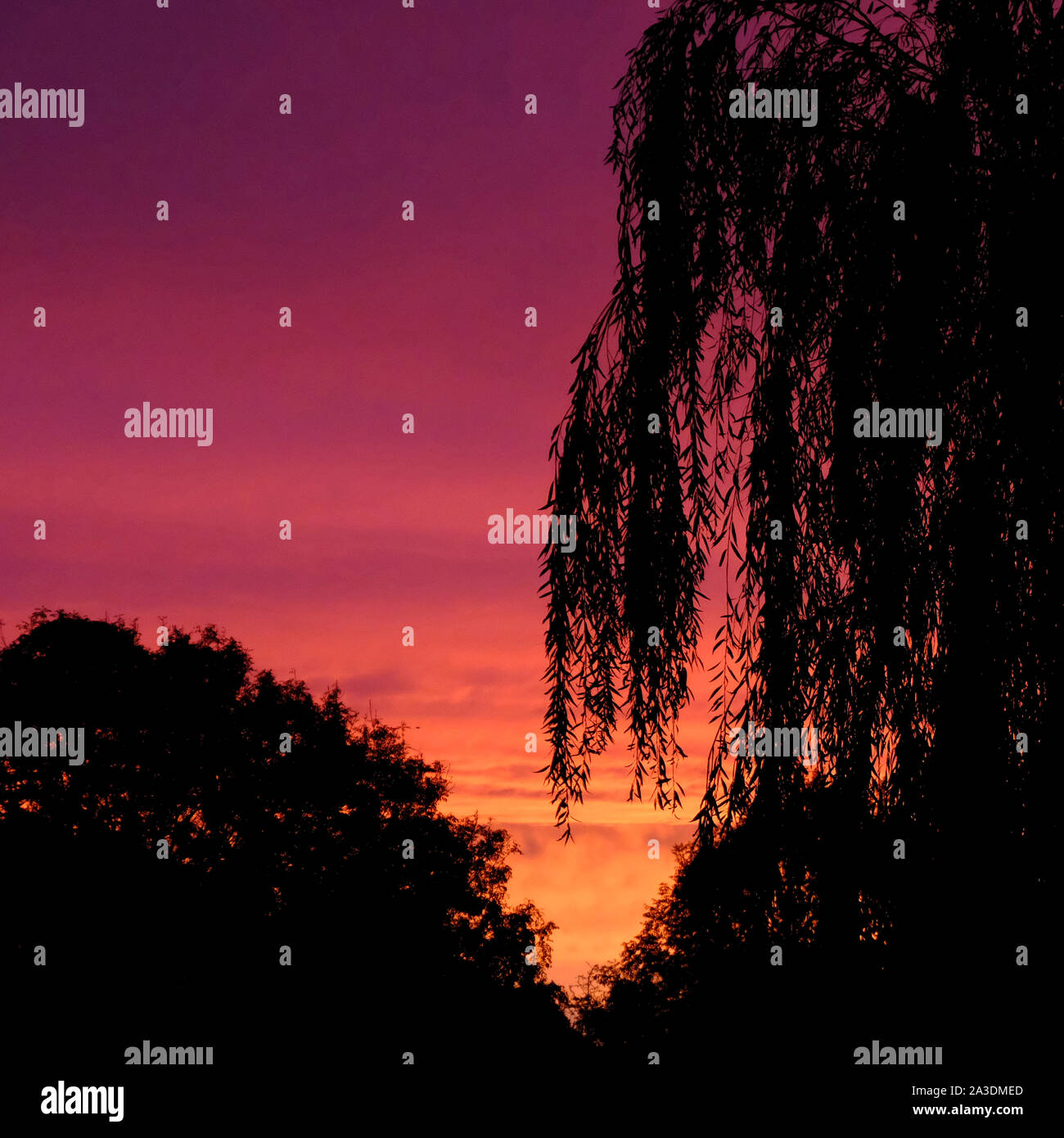 England, West Sussex. Branches of Weeping Willow tree silhouetted ...