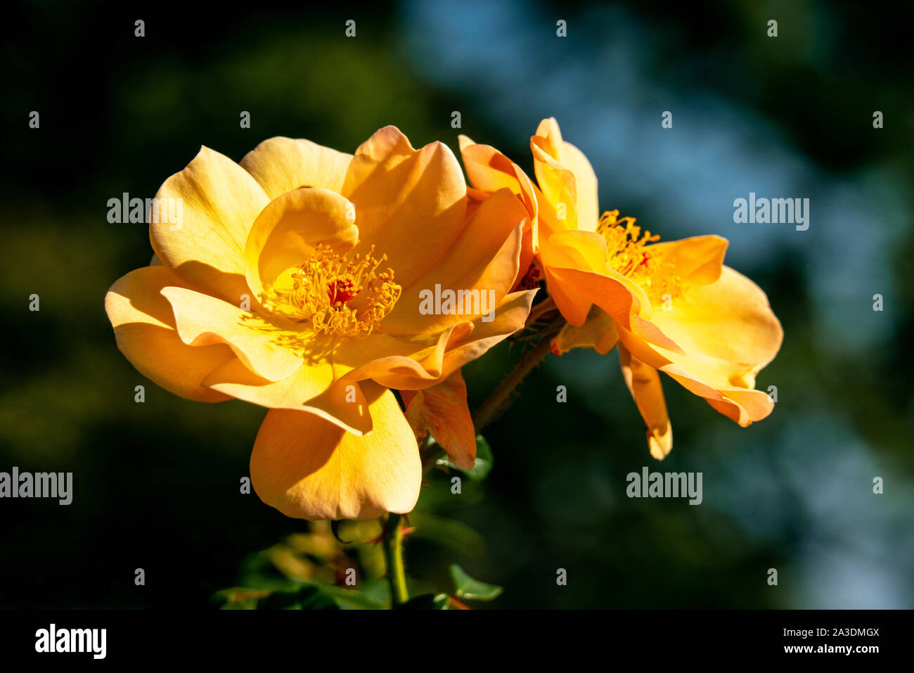 Colorful close up of two yellow Amber Sun rose flowers in bright ...