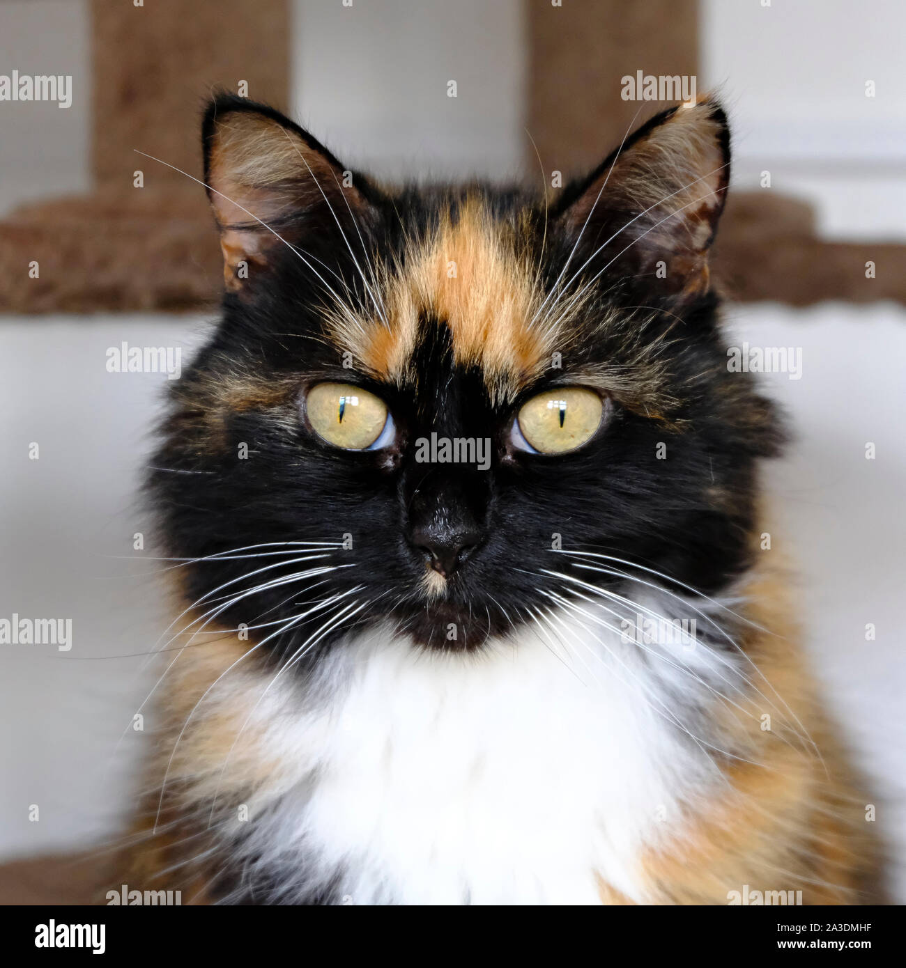 Tortie cat hi-res stock photography and images - Alamy