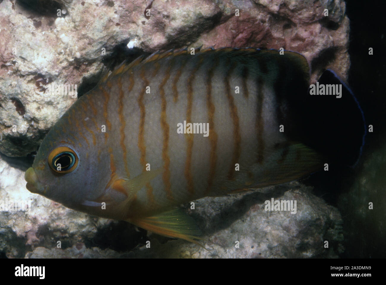 Eibls angelfish hi-res stock photography and images - Alamy