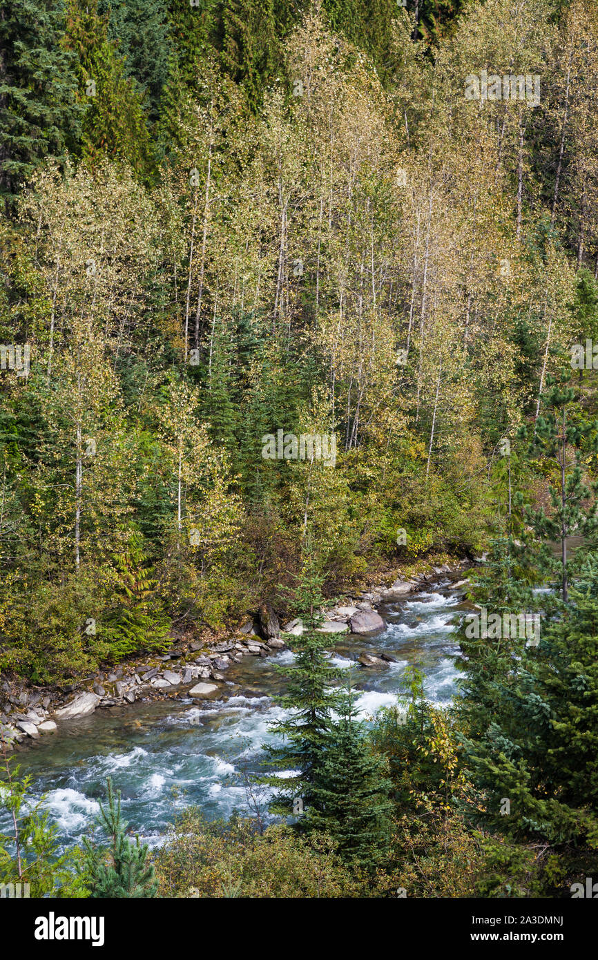 Clear mountain stream and wilderness forest seen from the Rocky ...