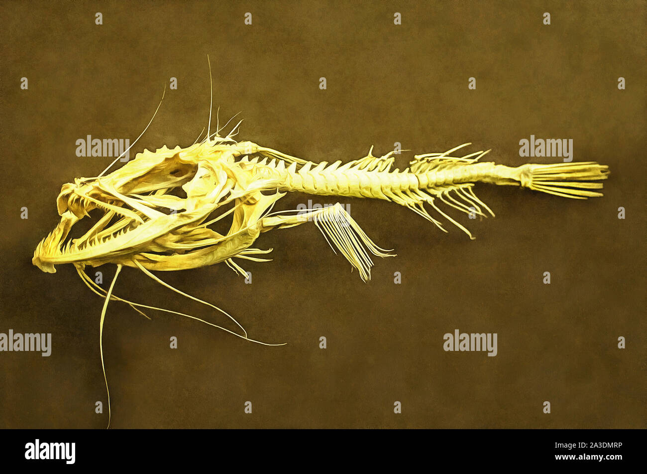 Skeleton monkfish hi-res stock photography and images - Alamy