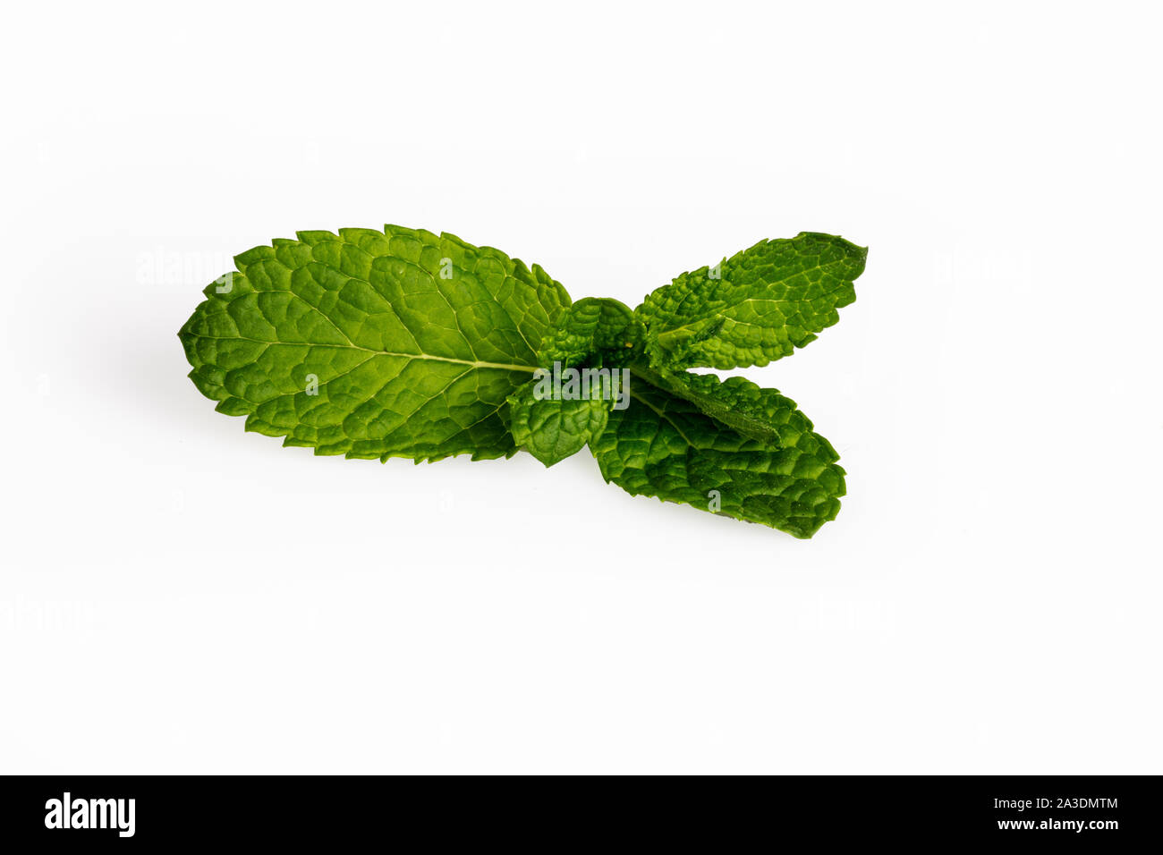 Fresh mint leaves isolated on white background Stock Photo - Alamy