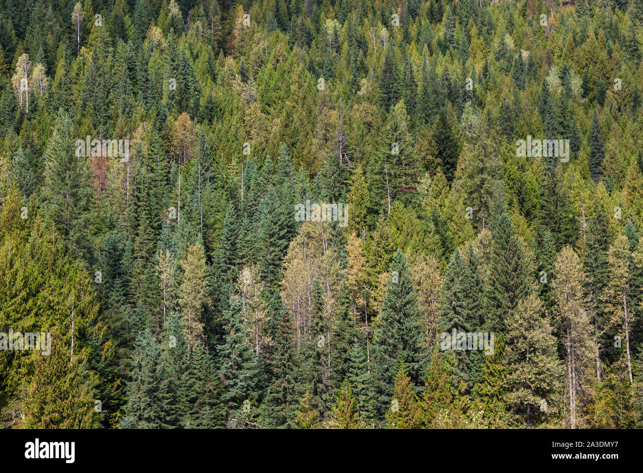 Dense forest seen from the Rocky Mountaineer tourist train heading to ...