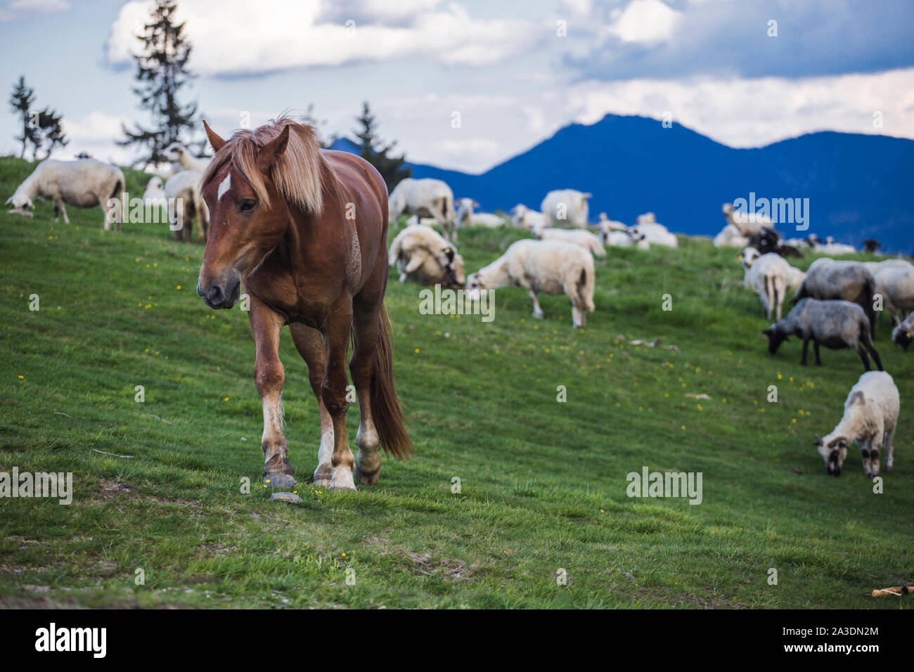 Romanian fauna hi-res stock photography and images - Alamy