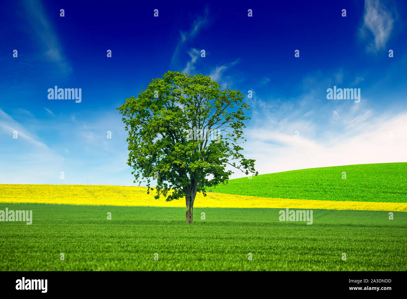A Single Tree Stock Photo - Alamy
