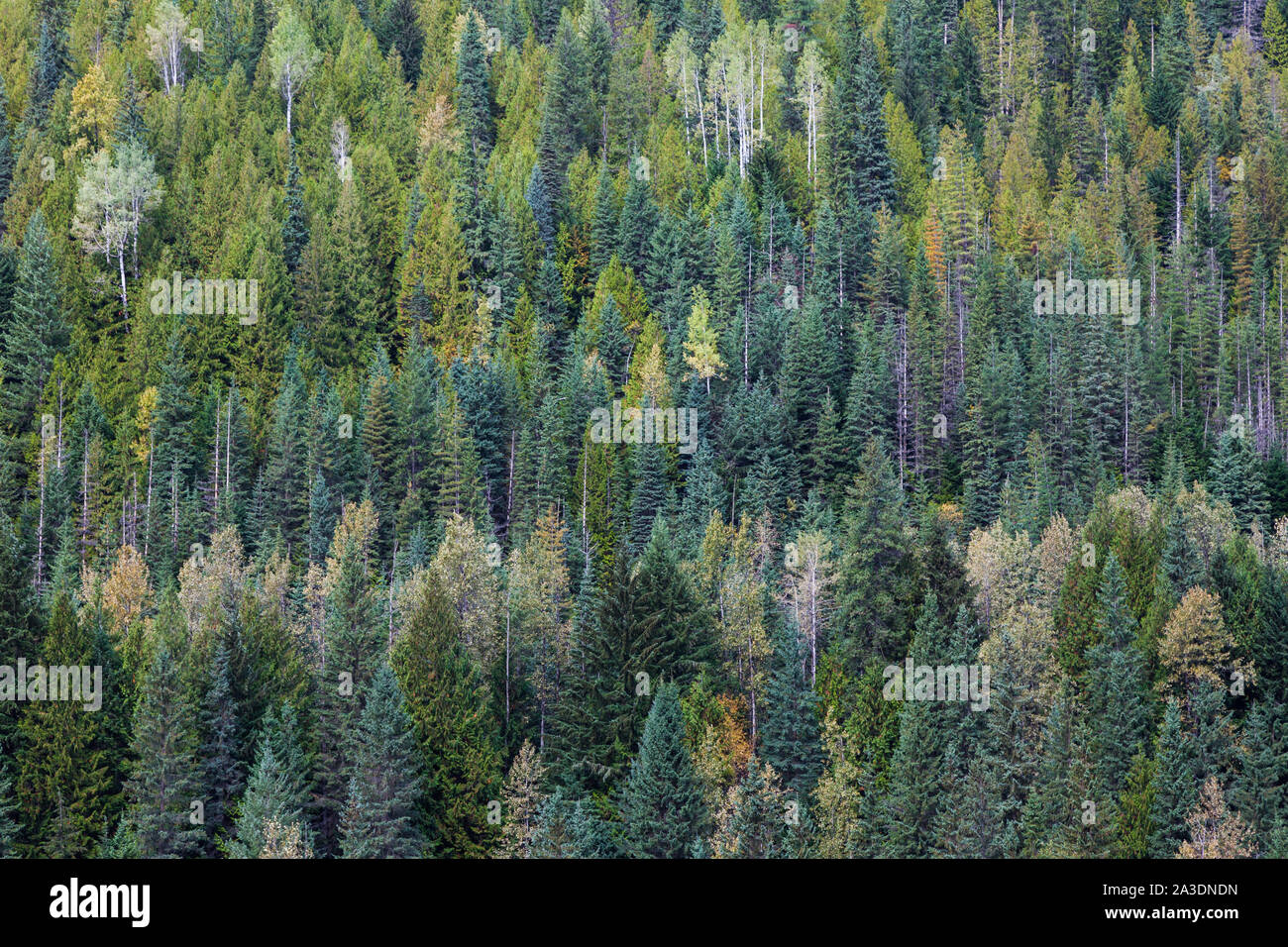 Dense forest seen from the Rocky Mountaineer tourist train heading to ...