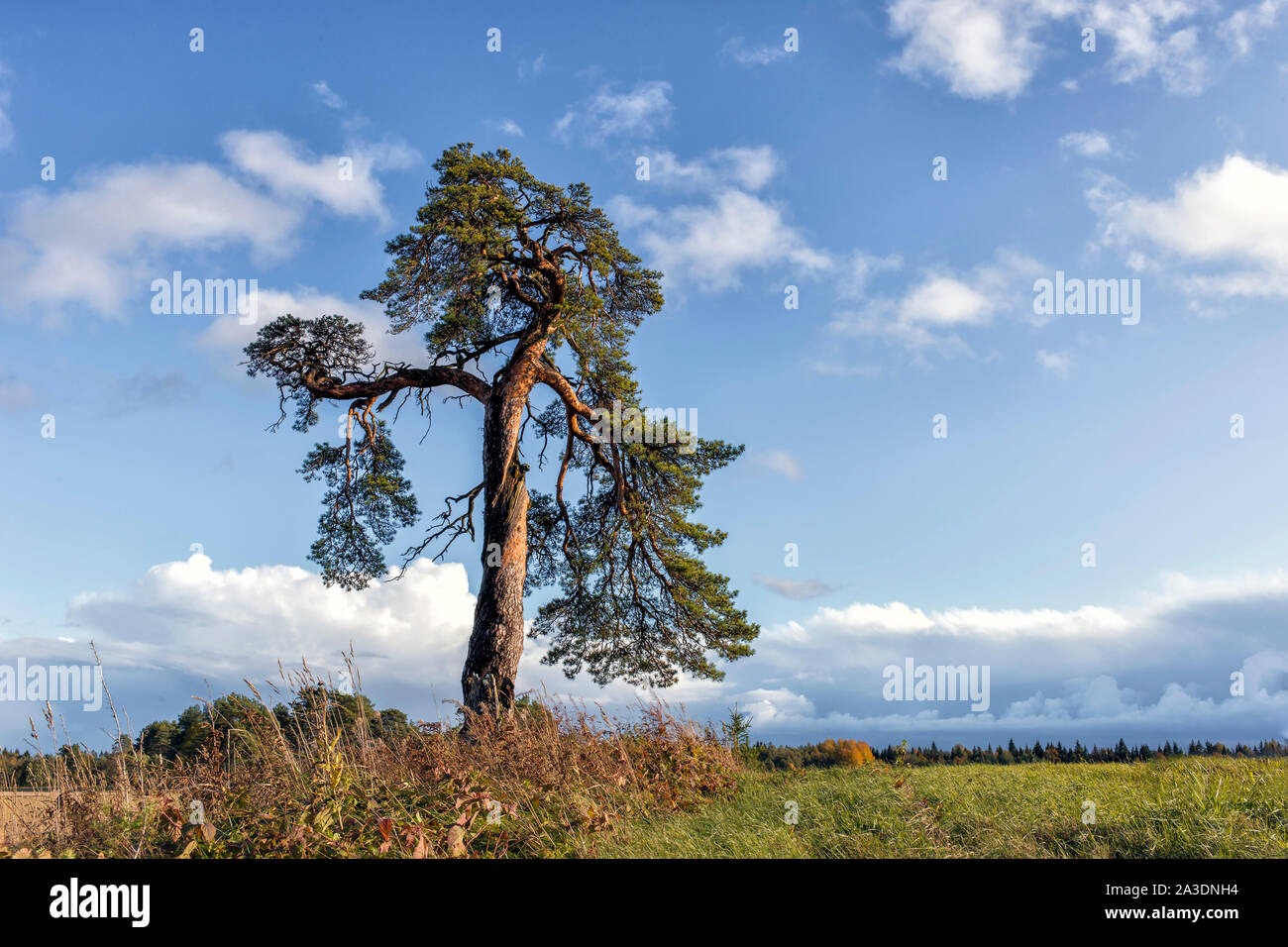 Old field pine hi-res stock photography and images - Alamy