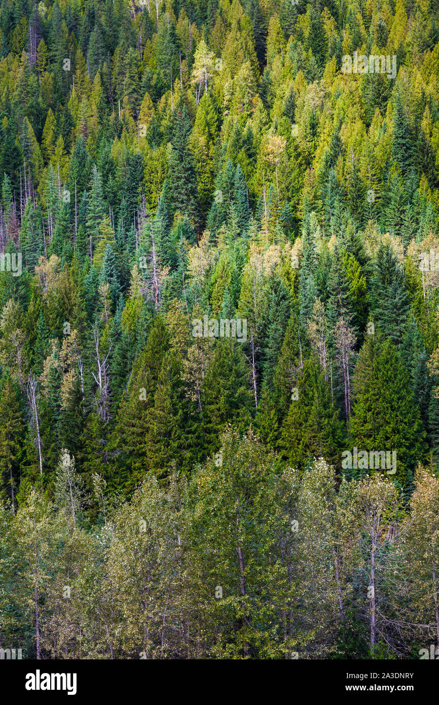 Mature forest hi-res stock photography and images - Alamy