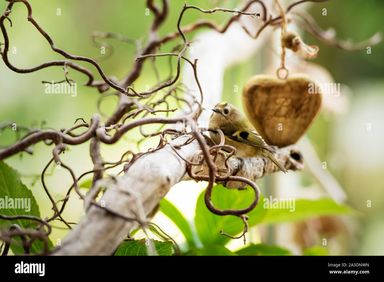 Bird with heart Stock Photo - Alamy