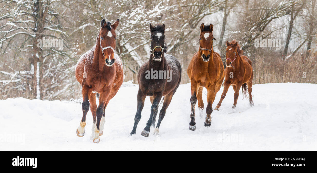 Beautiful western horses hi-res stock photography and images - Alamy