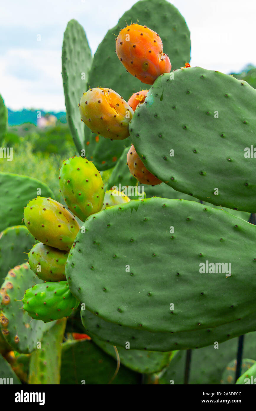 Prickly pear cactus with orange and green fruits Stock Photo - Alamy
