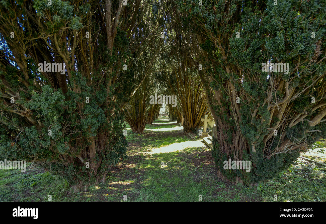 Yew trees in the Old Church cemetery, Corfe near Wareham in Dorset, UK ...