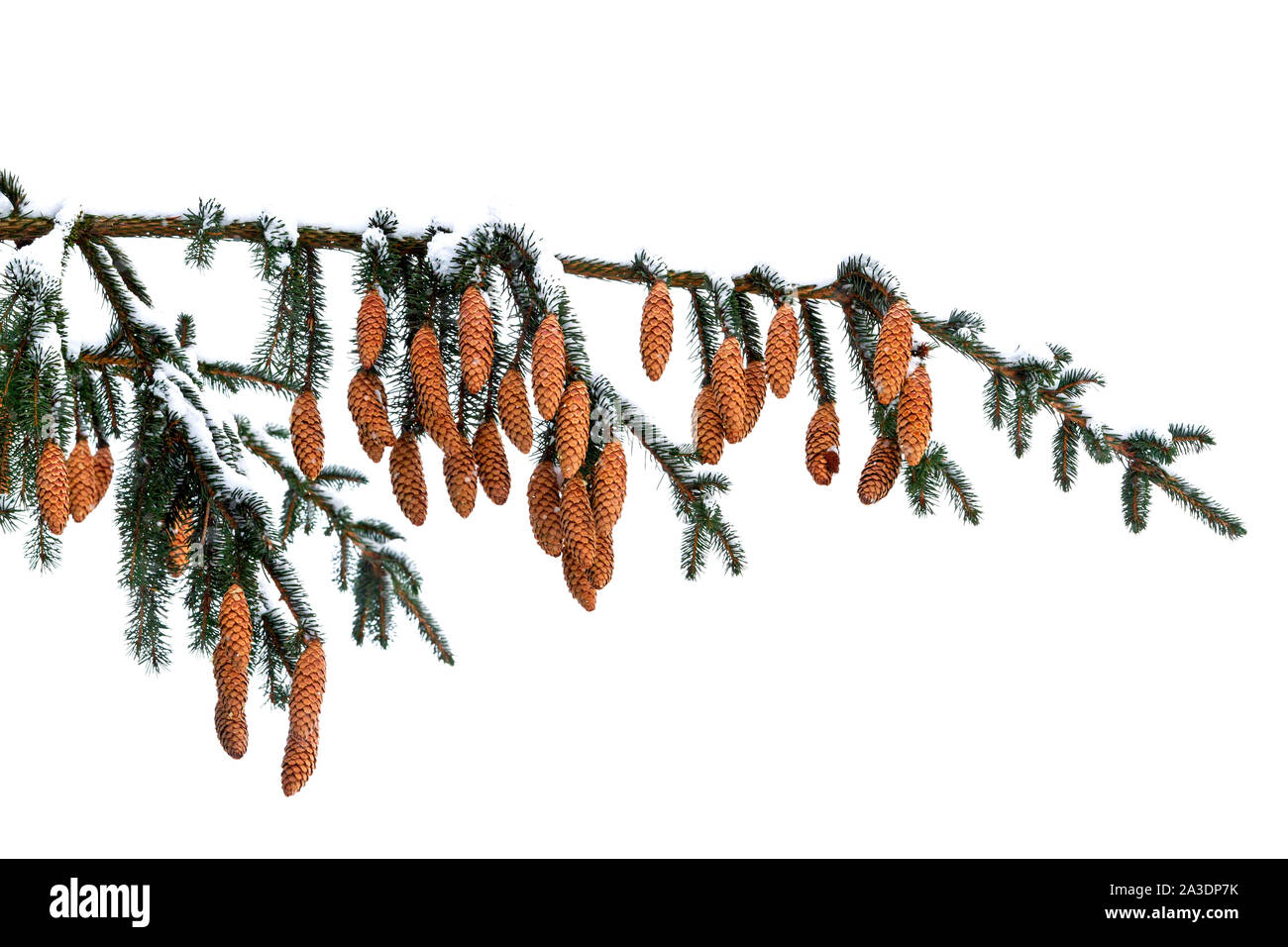 spruce branch with cones on a white background Stock Photo - Alamy