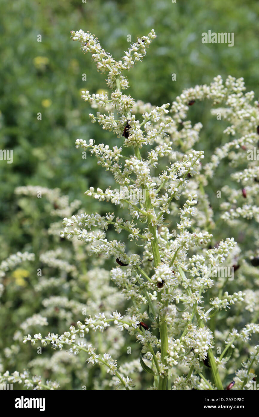 Beta flower hi-res stock photography and images - Alamy