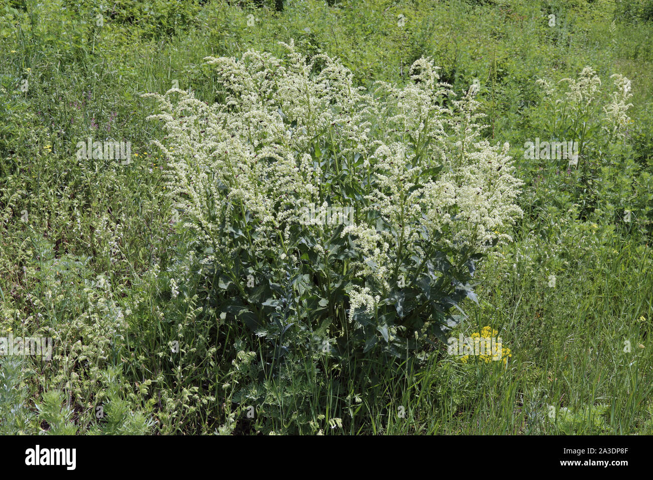 Beta flower hi-res stock photography and images - Alamy