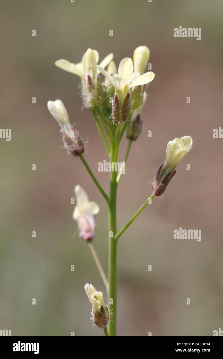 Camelina hi-res stock photography and images - Alamy