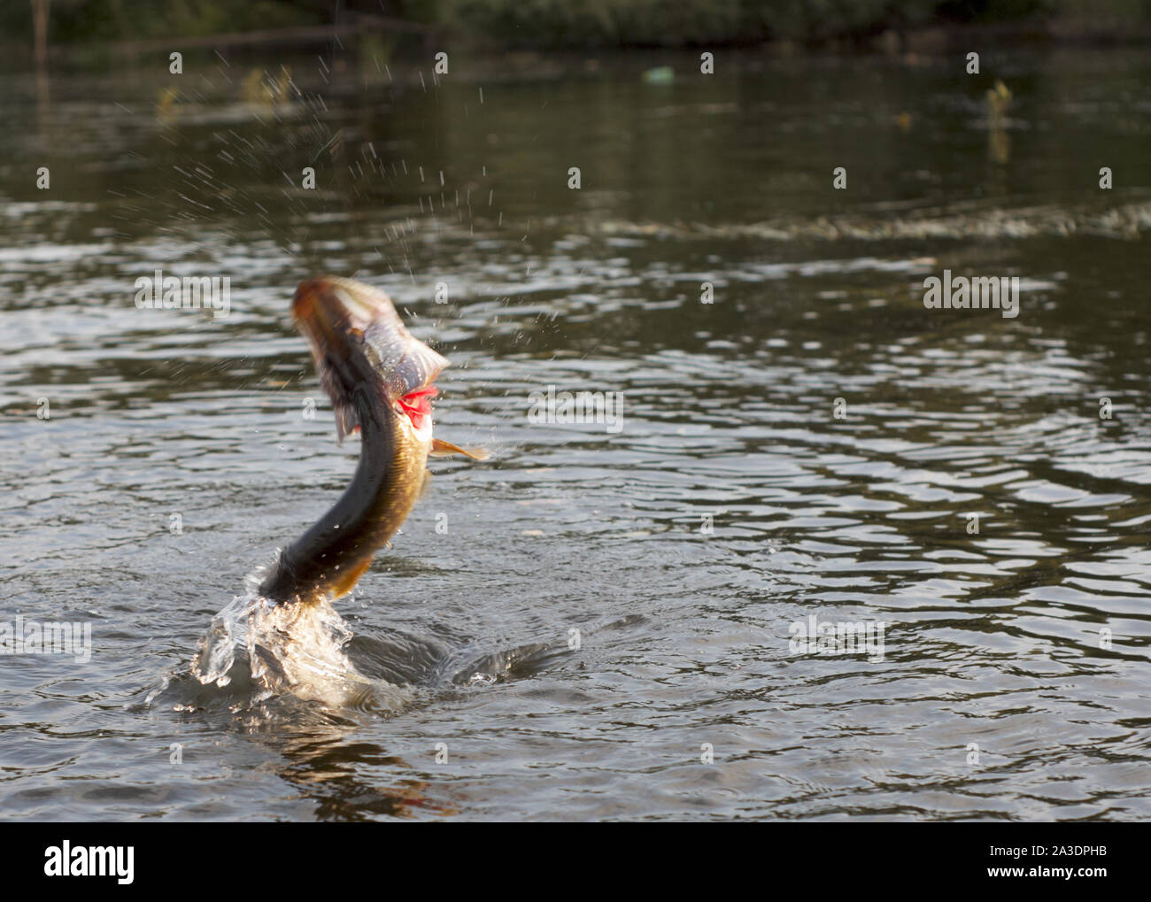 Shaking fish hi-res stock photography and images - Alamy