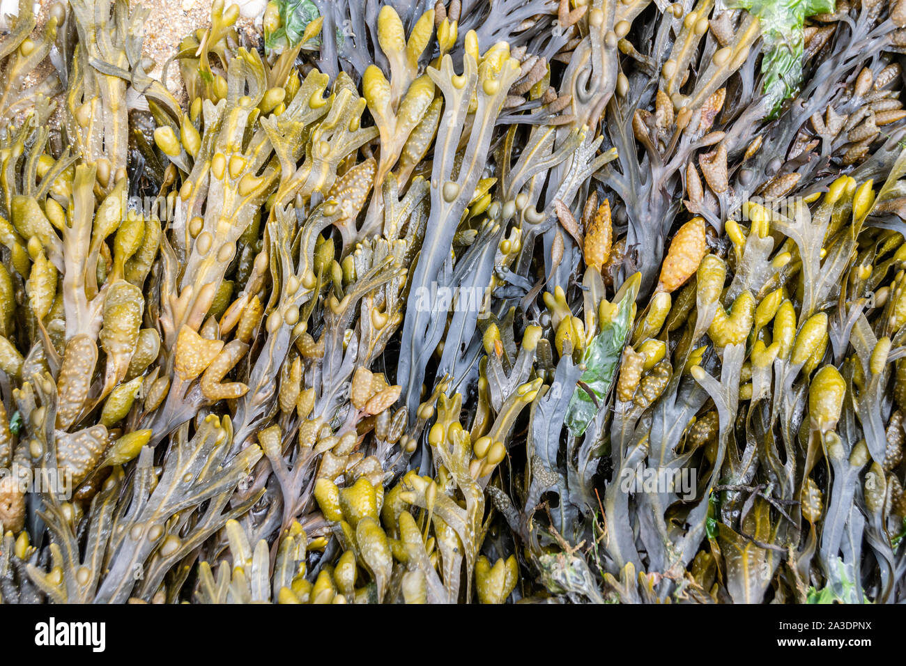 Bladder wrack seaweed (Fucus vesiculosus Stock Photo - Alamy