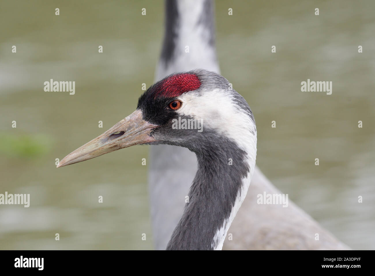 Head shot of a common crane (grus grus Stock Photo - Alamy