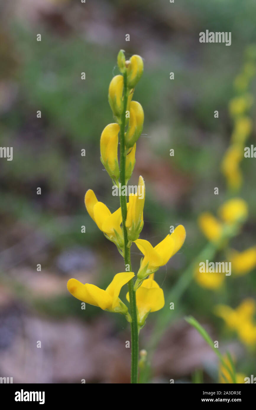 Carinalis hi-res stock photography and images - Alamy