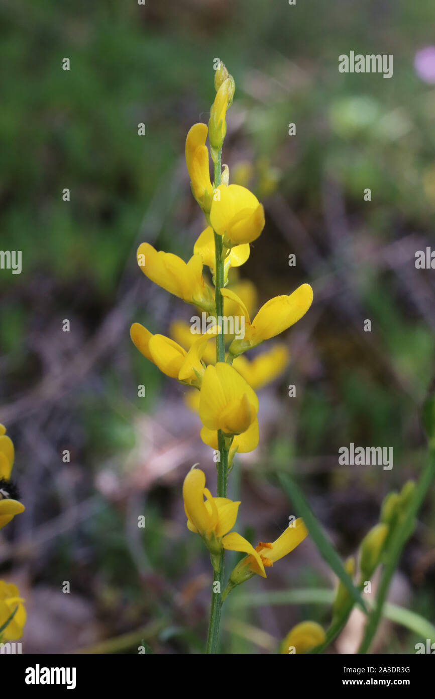 Carinalis hi-res stock photography and images - Alamy