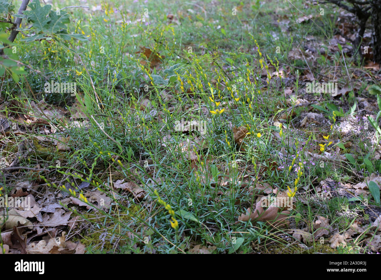 Carinalis hi-res stock photography and images - Alamy