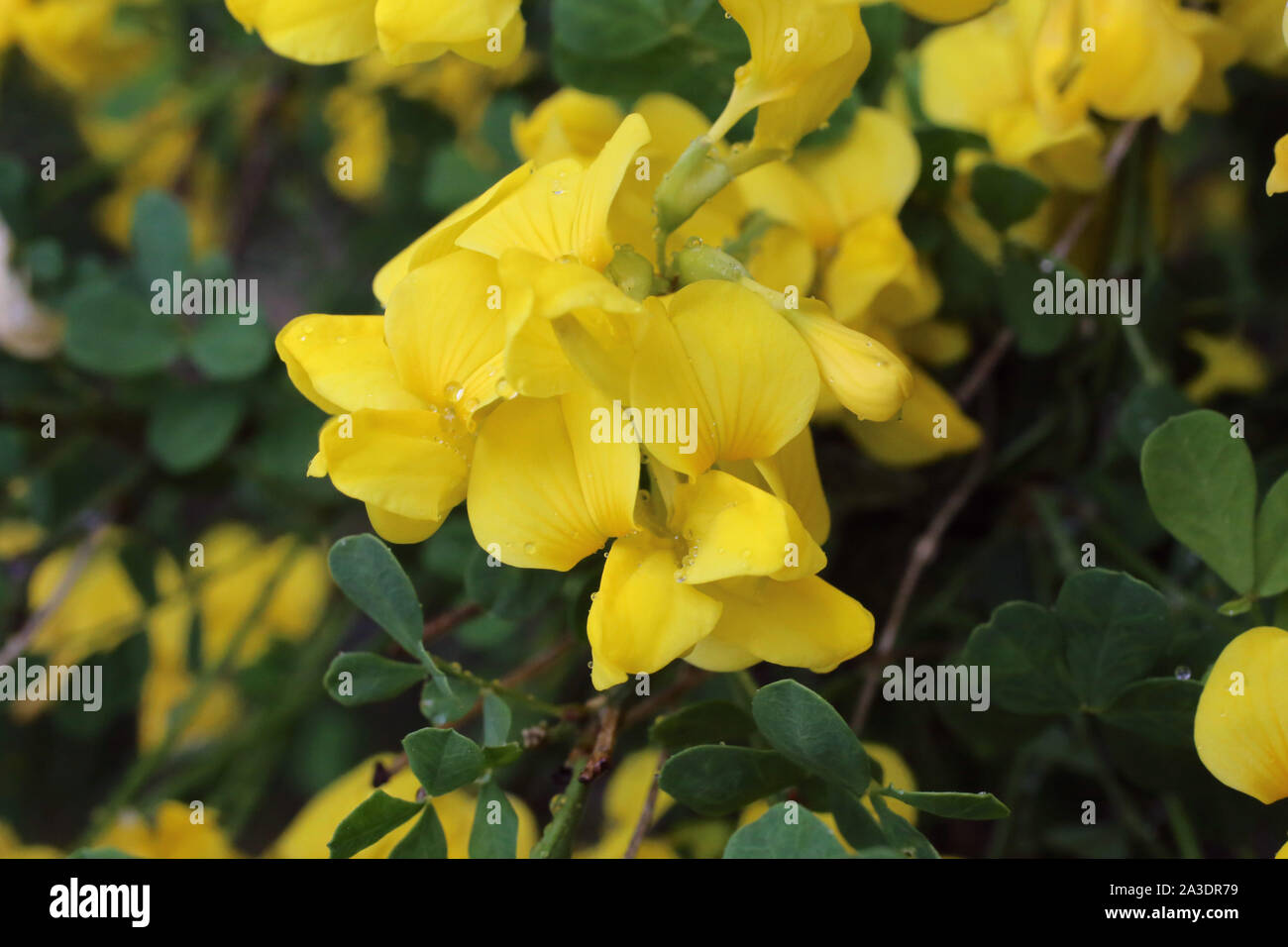 Hippocrepis Emerus High Resolution Stock Photography and Images - Alamy