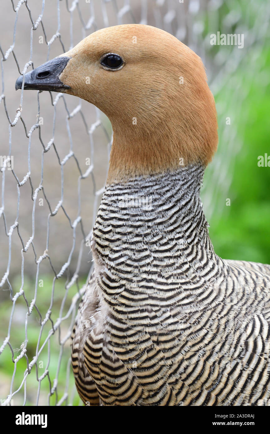 Head shot of a ruddy headed goose (chloephaga rubidiceps Stock Photo ...