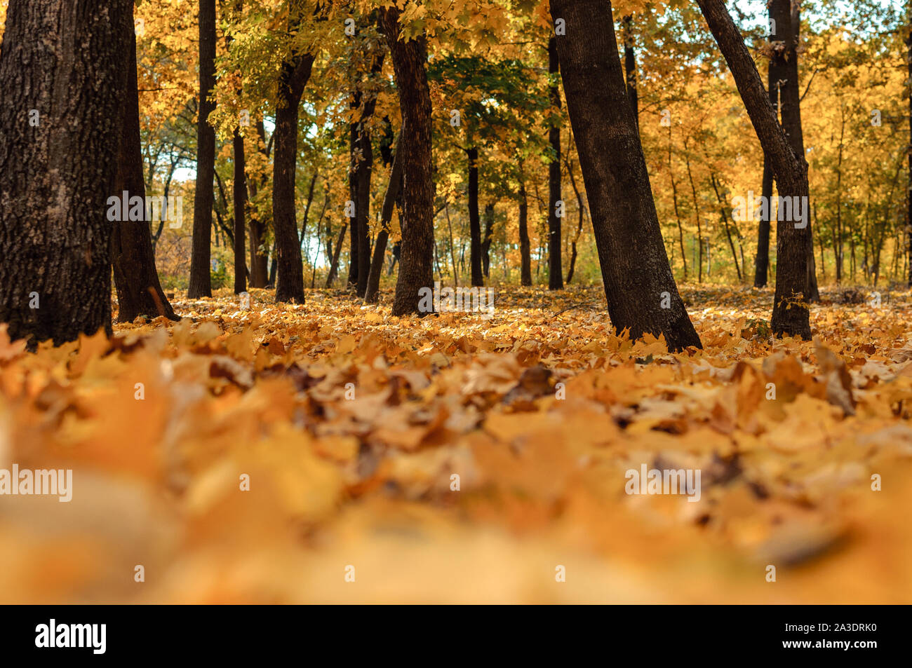 Autumn sunny landscape. Road to yellow forest. Autumn park of trees and ...