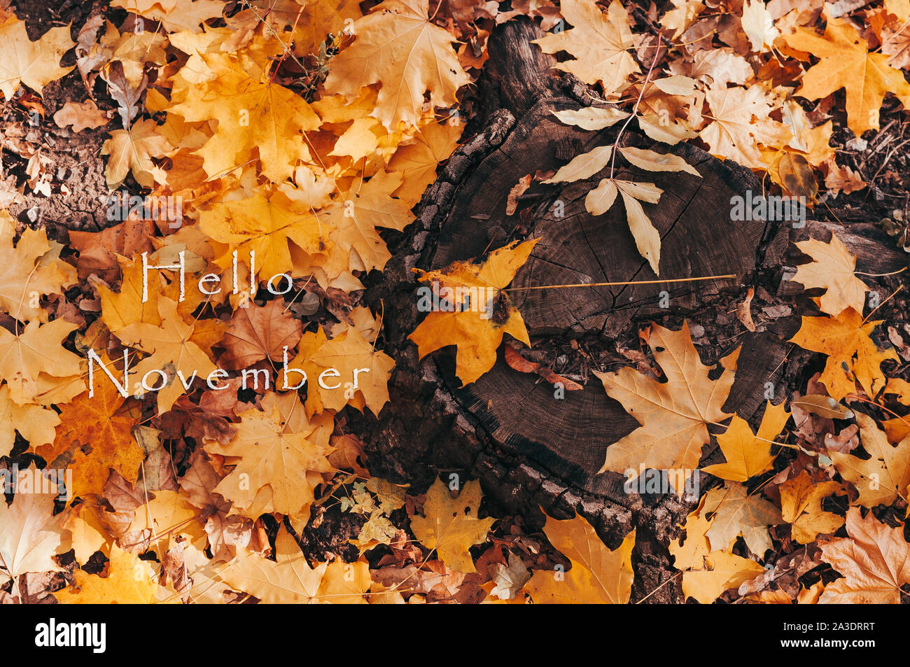 Hello November Please Good Me