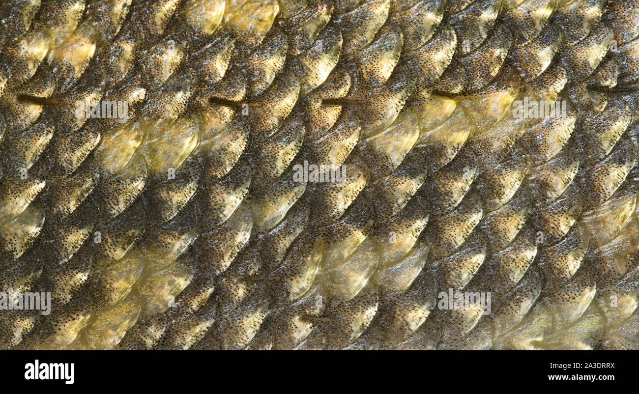 Scales of pike, macro shot, natural background Stock Photo - Alamy