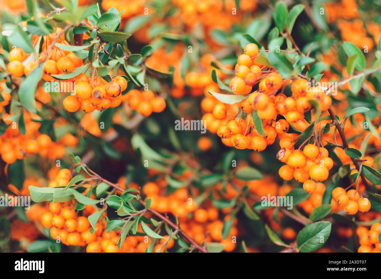 Autumn background with orange ripe sea buckthorn,Hippophae rhamnoides ...